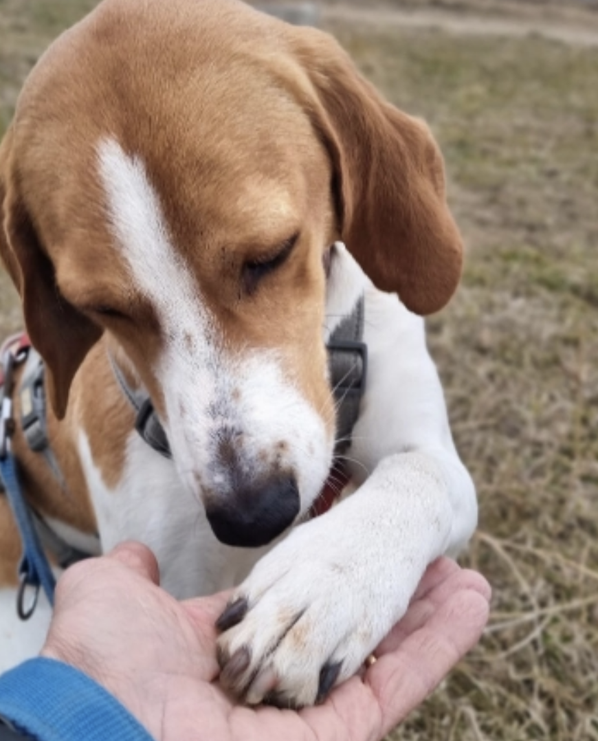 Il cane Argo cerca casa e una famiglia che lo accolga - Targatocn.it