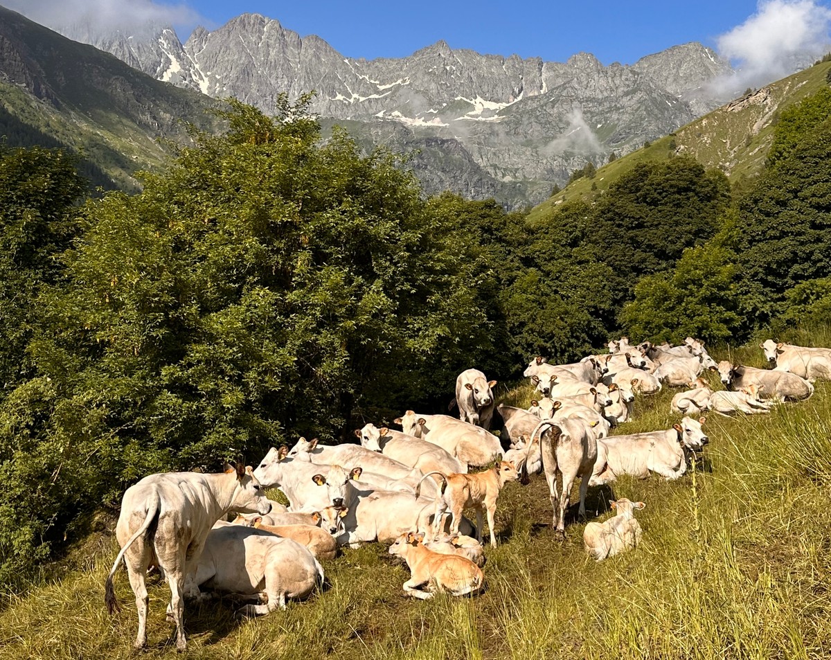 24 giugno, San Giovanni: i margari tornano in alpeggio - Targatocn.it