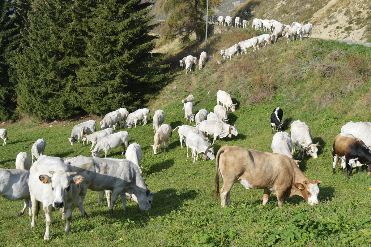 Razza Piemontese, Coldiretti Cuneo: rivisto il sistema "Classyfarm ...