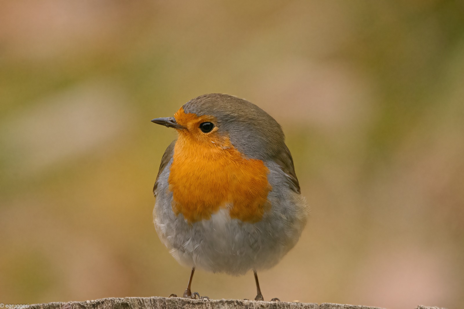 La leggenda del pettirosso, l’uccellino che ebbe compassione di Gesù ...