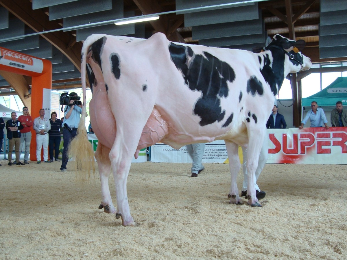 Saluzzo: la Frisona protagonista della Mostra regionale della Fiera di ...