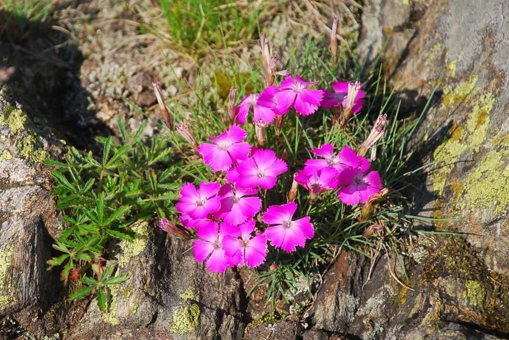 Botanici da tutta Italia a Oncino e Ostana per produrre un elenco della ...