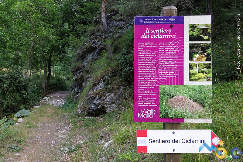 In Val Maira il “Sentiero dei ciclamini” sarà percorribile soltanto a ...