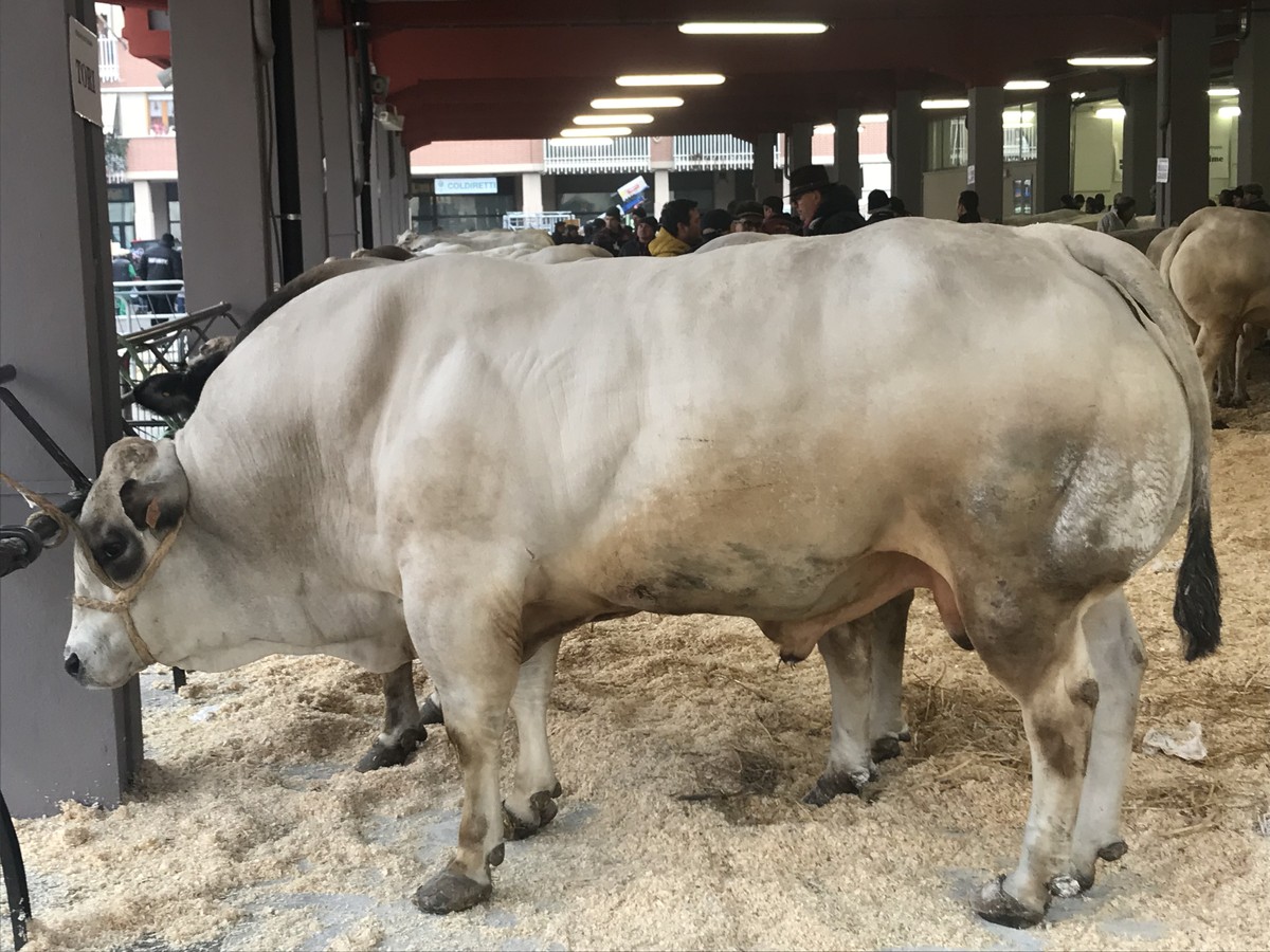 Carrù, la tradizione continua con la Fiera del Bue Grasso: domani al ...