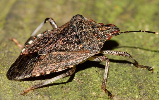 Lotta alla cimice asiatica: Coldiretti Cuneo in prima linea con ...