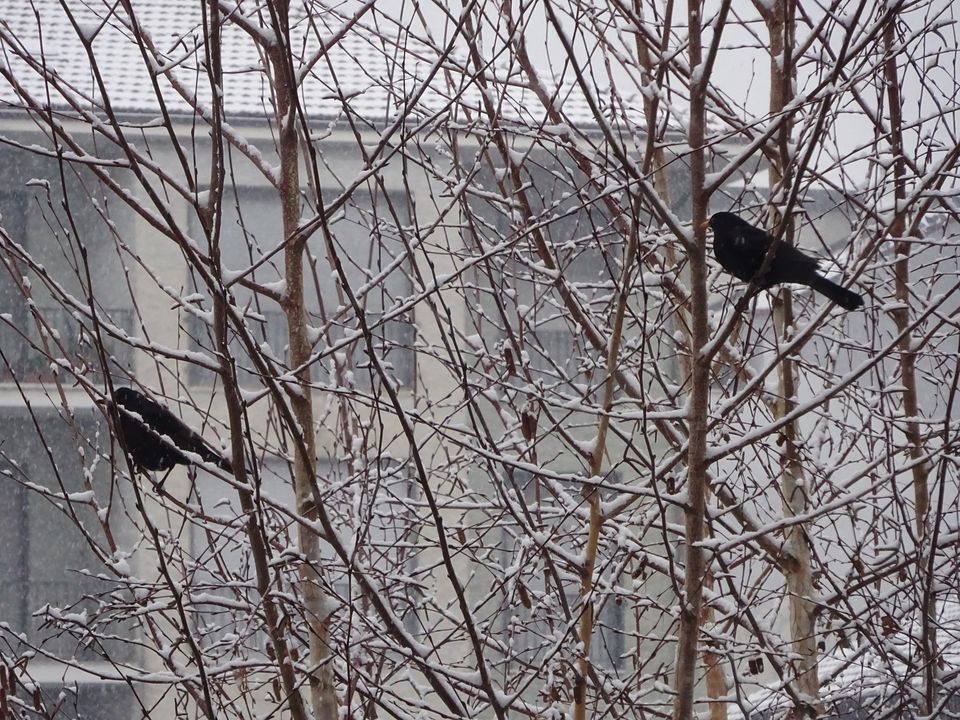 Giorni della merla con il bel tempo, sfatata la tradizione - Targatocn.it