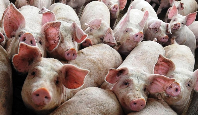 Per i suini produzione stabile, consumi in crescita - Targatocn.it