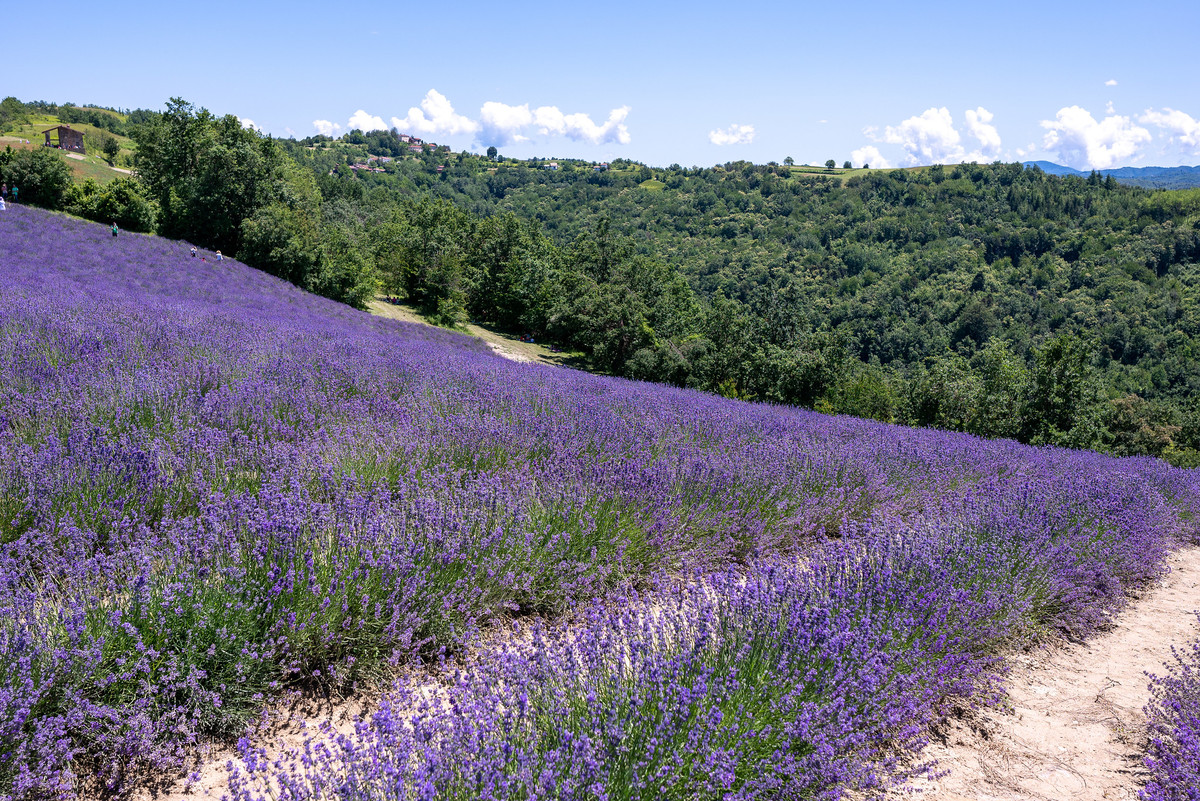 Lo spettacolo viola della lavanda a Sale San Giovanni - Targatocn.it