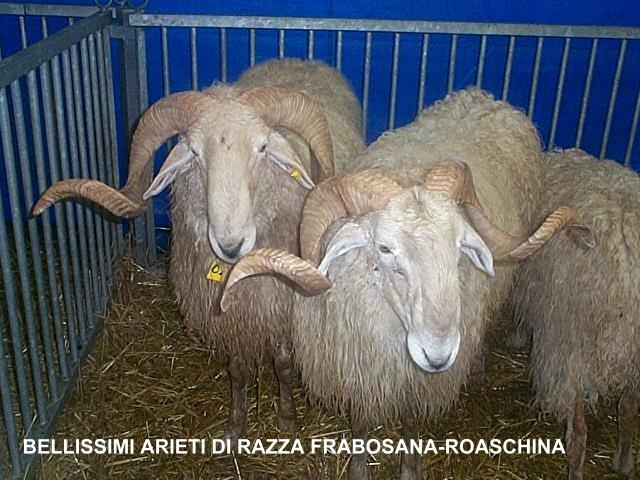 A Roaschia, nella capitale dei pastori sfilano le pecore con le corna ...