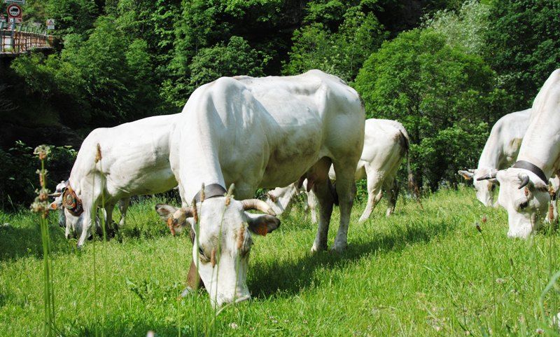 Sanfront: progetto per il miglioramento dei pascoli montani in lizza ...