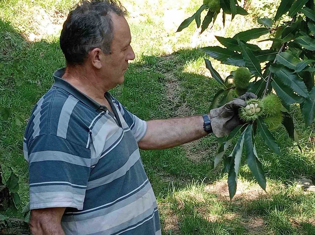 Castagne, prezzi in calo ma raccolto abbondante: «La manutenzione dei ...