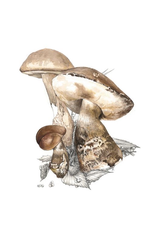 Dai porcini ai tartufi: i funghi cheraschesi diventano arte nel ...
